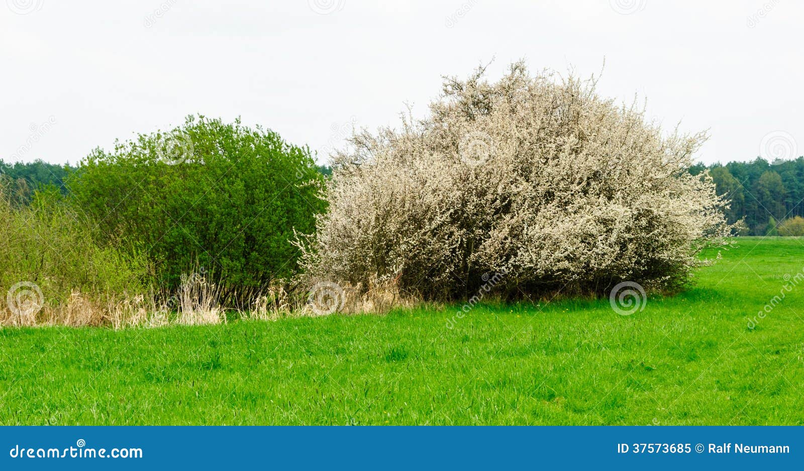 Meadow Landscape with Shrubs Stock Image - Image of white, grass: 37573685