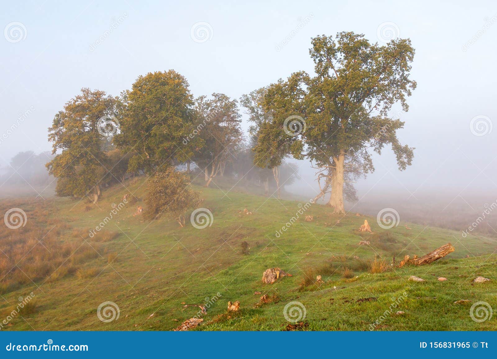 Meadow Landscape with Trees on a Ridge and Fog Stock Image - Image of ...