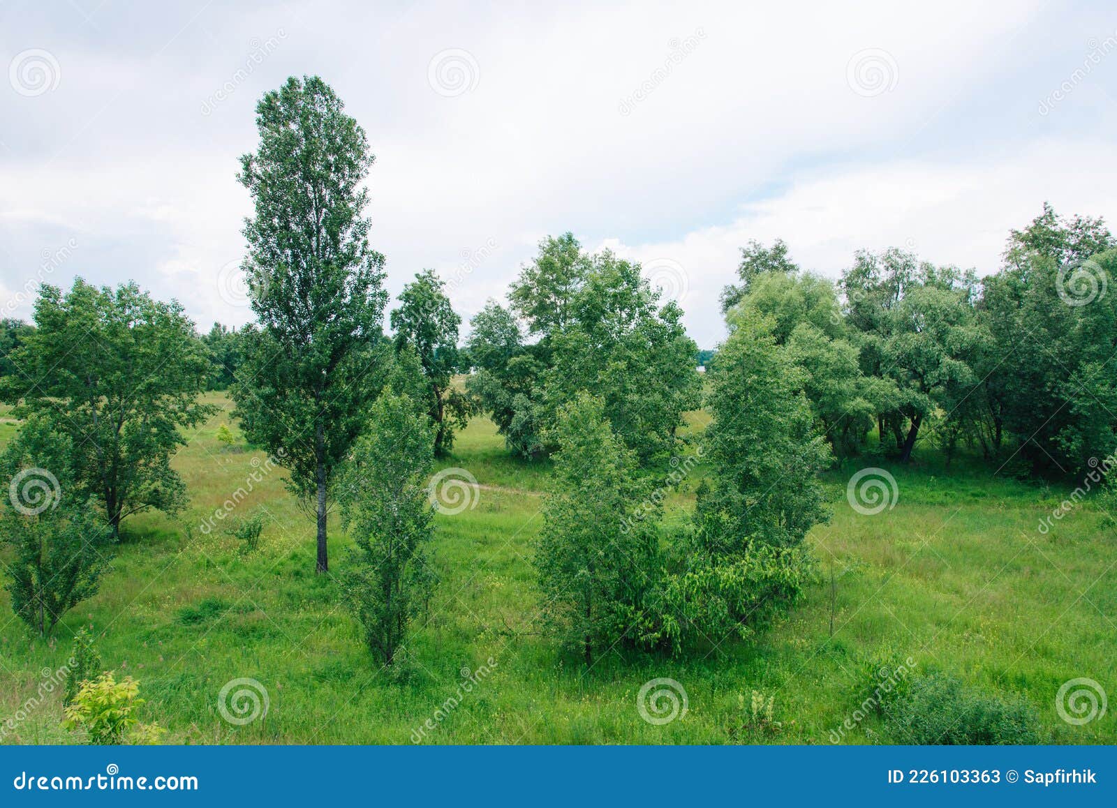 Meadow with large trees stock image. Image of landscape - 226103363