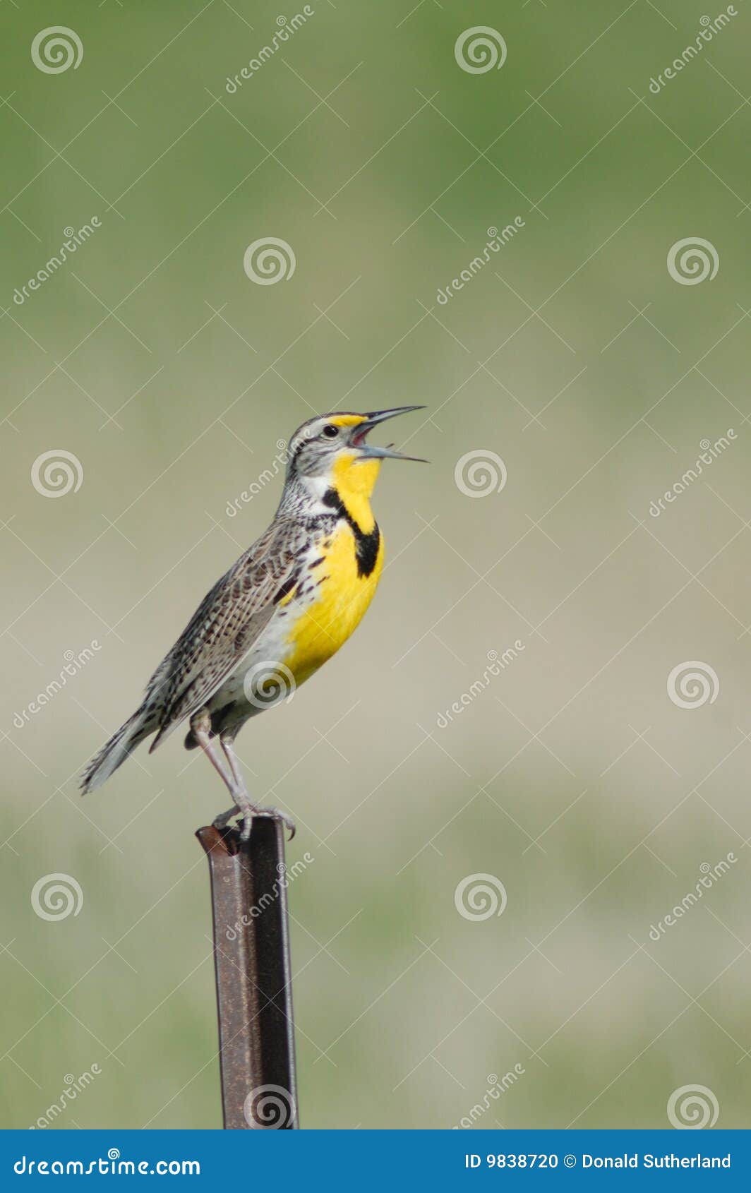 Meadow lark song stock photo. Image of field, fence, bird - 9838720