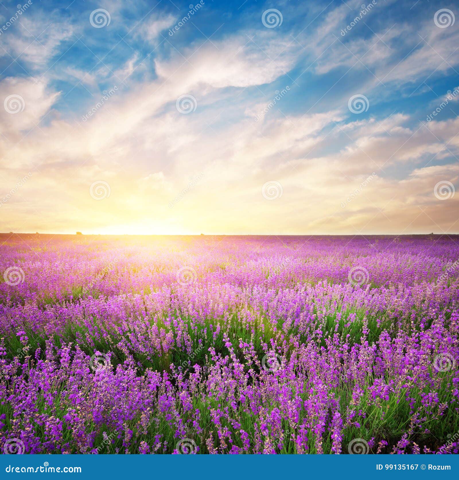 Meadow of lavender. stock image. Image of lawn, flower - 99135167