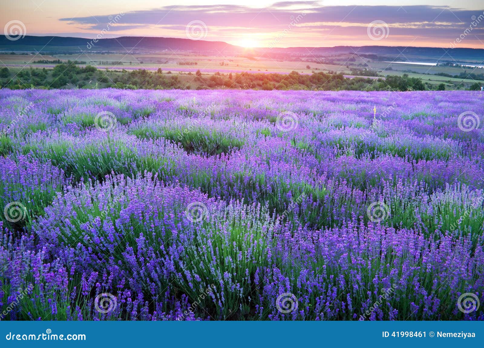 Meadow of lavender. stock image. Image of landscape, farm - 41998461