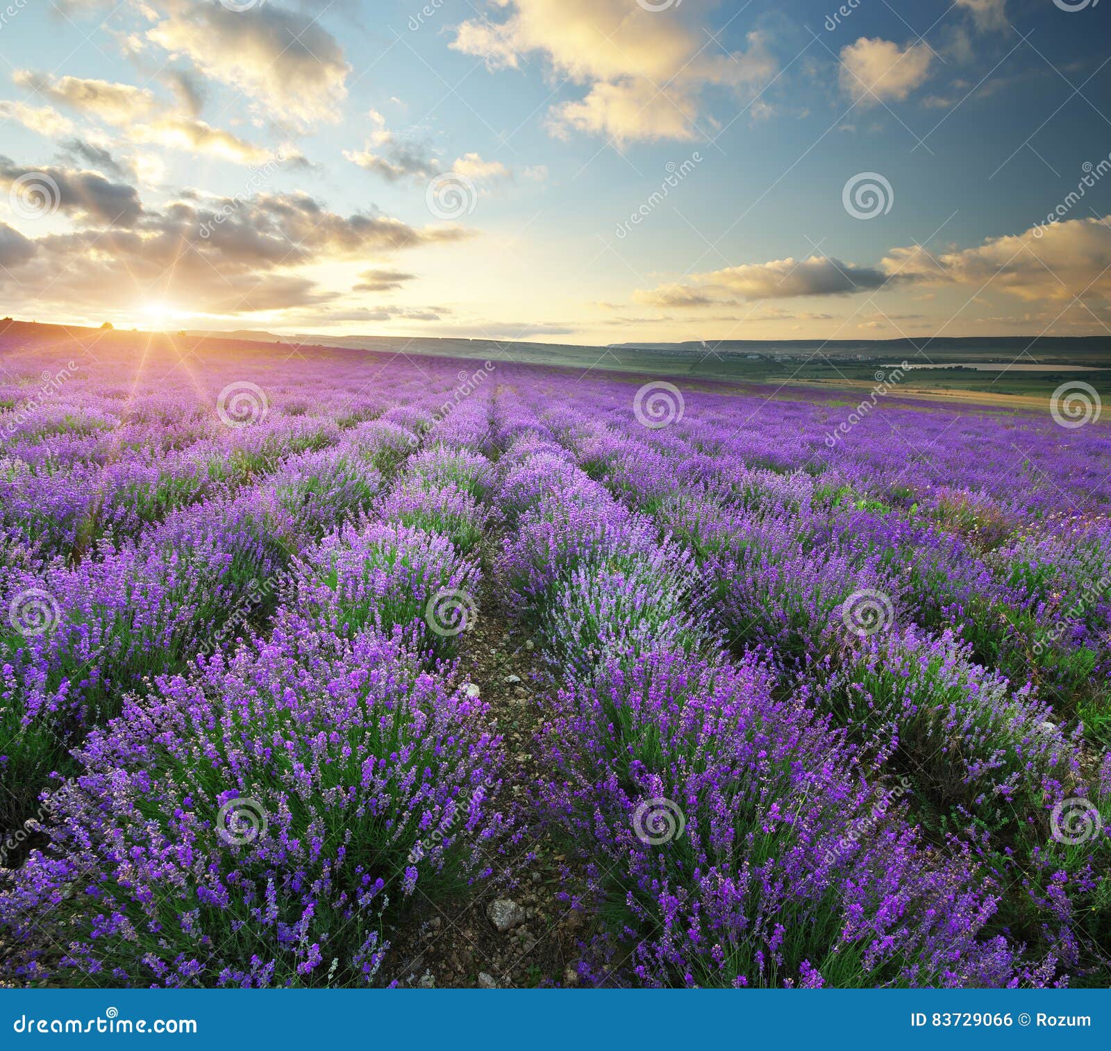 Meadow of lavender. stock photo. Image of outdoors, grass - 83729066