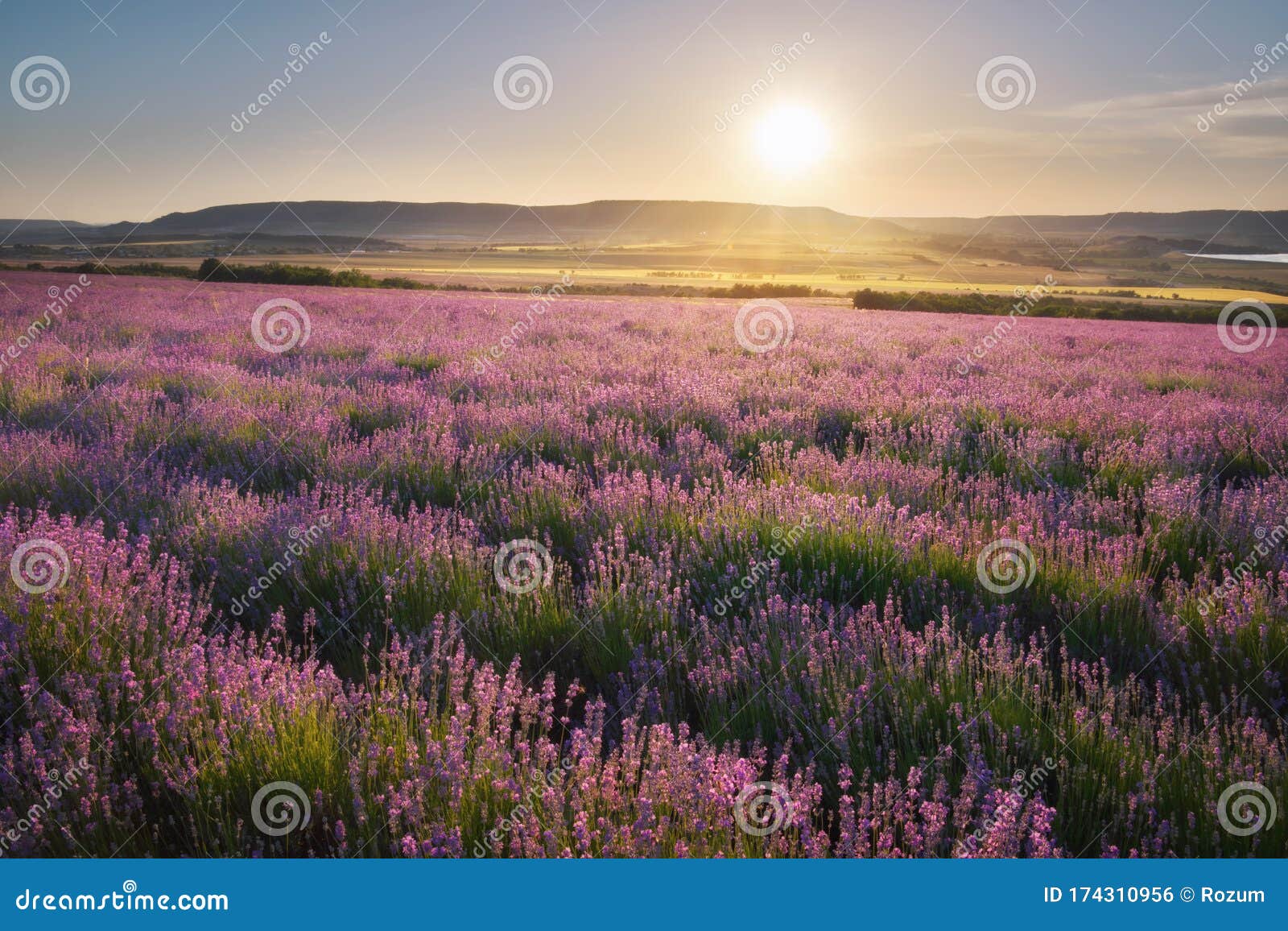 Meadow of Lavender at Sunset Stock Photo - Image of agriculture ...