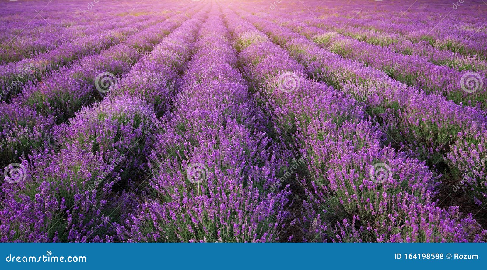 Lavender Texture. Stock Photo | CartoonDealer.com #60679278