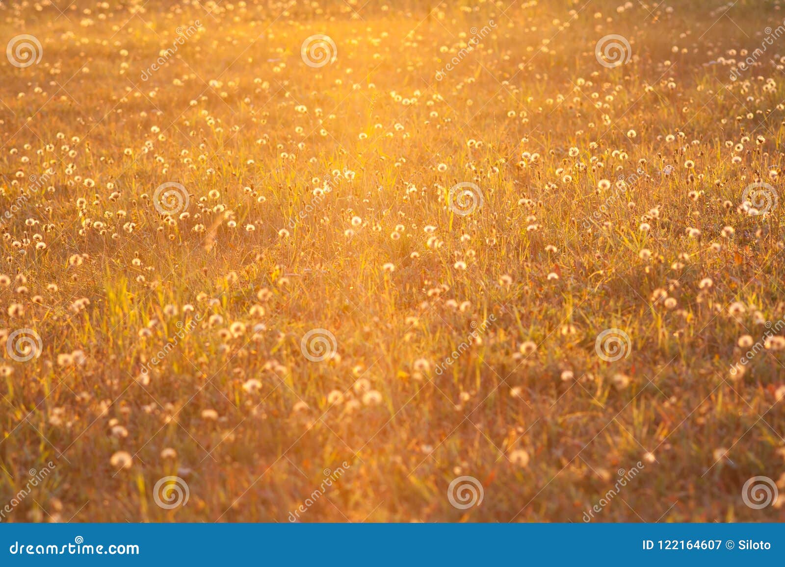 Meadow in the Light of the Setting Sun Stock Image - Image of temper ...