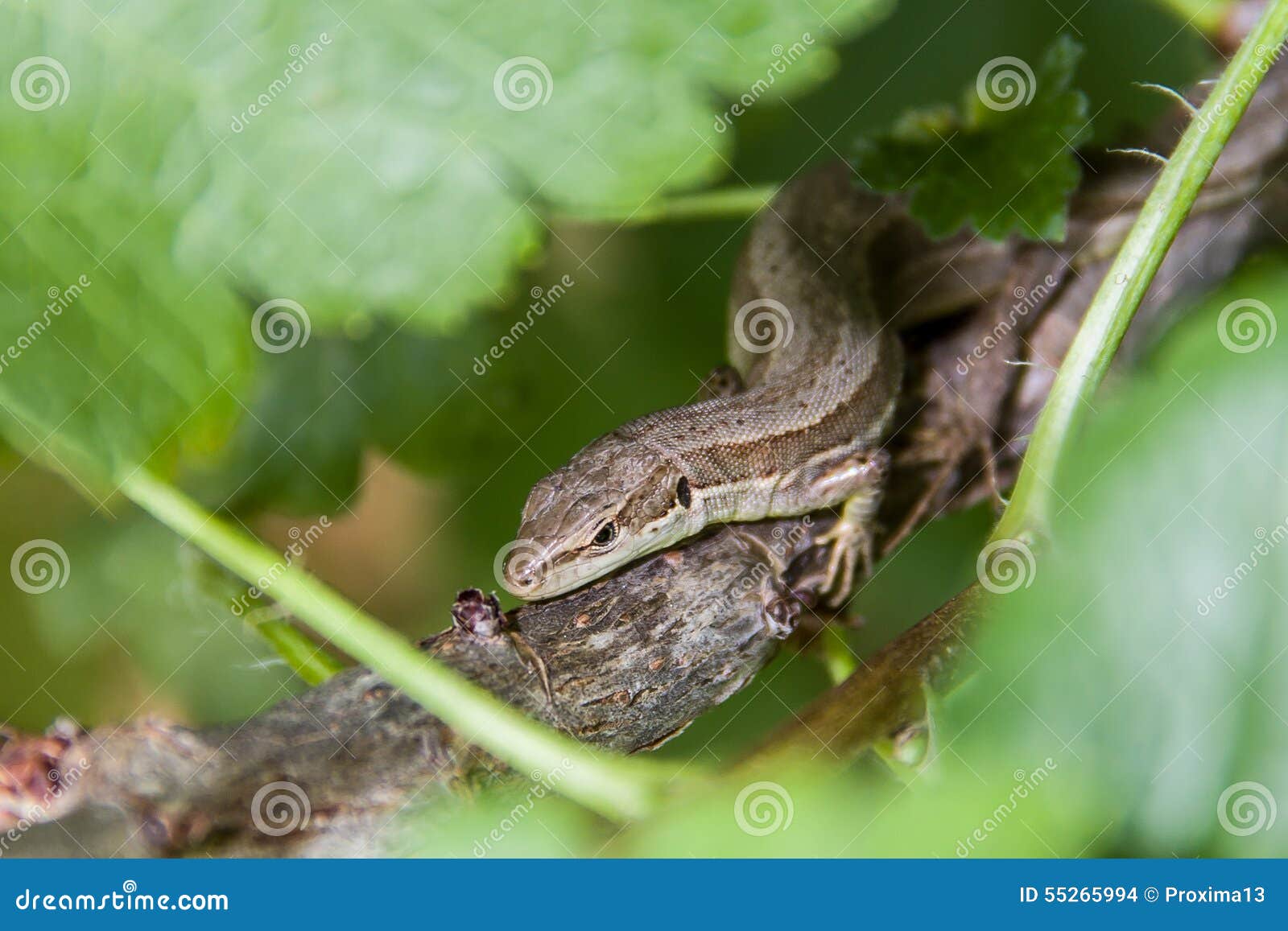 Meadow Lizard on a Tree Branch Close-up Stock Photo - Image of clutch ...