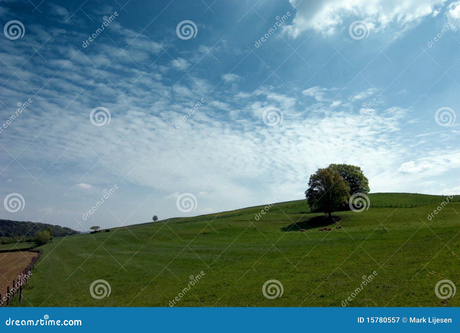 Meadow with lone trees stock image. Image of scenics - 15780557