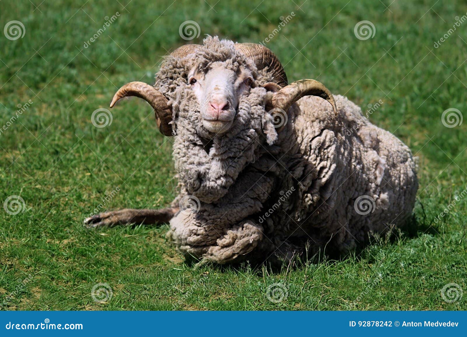 In the Meadow Lying Bighorn Ram with a Lot of Wool Stock Photo - Image ...