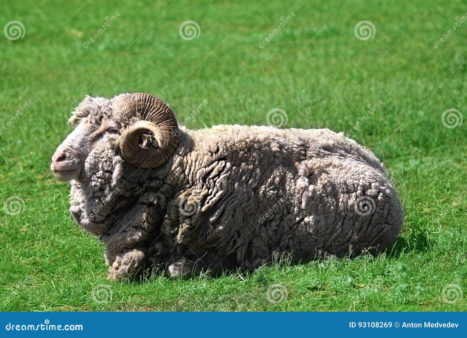 In the Meadow Lying Bighorn Ram with a Lot of Wool Stock Image - Image ...