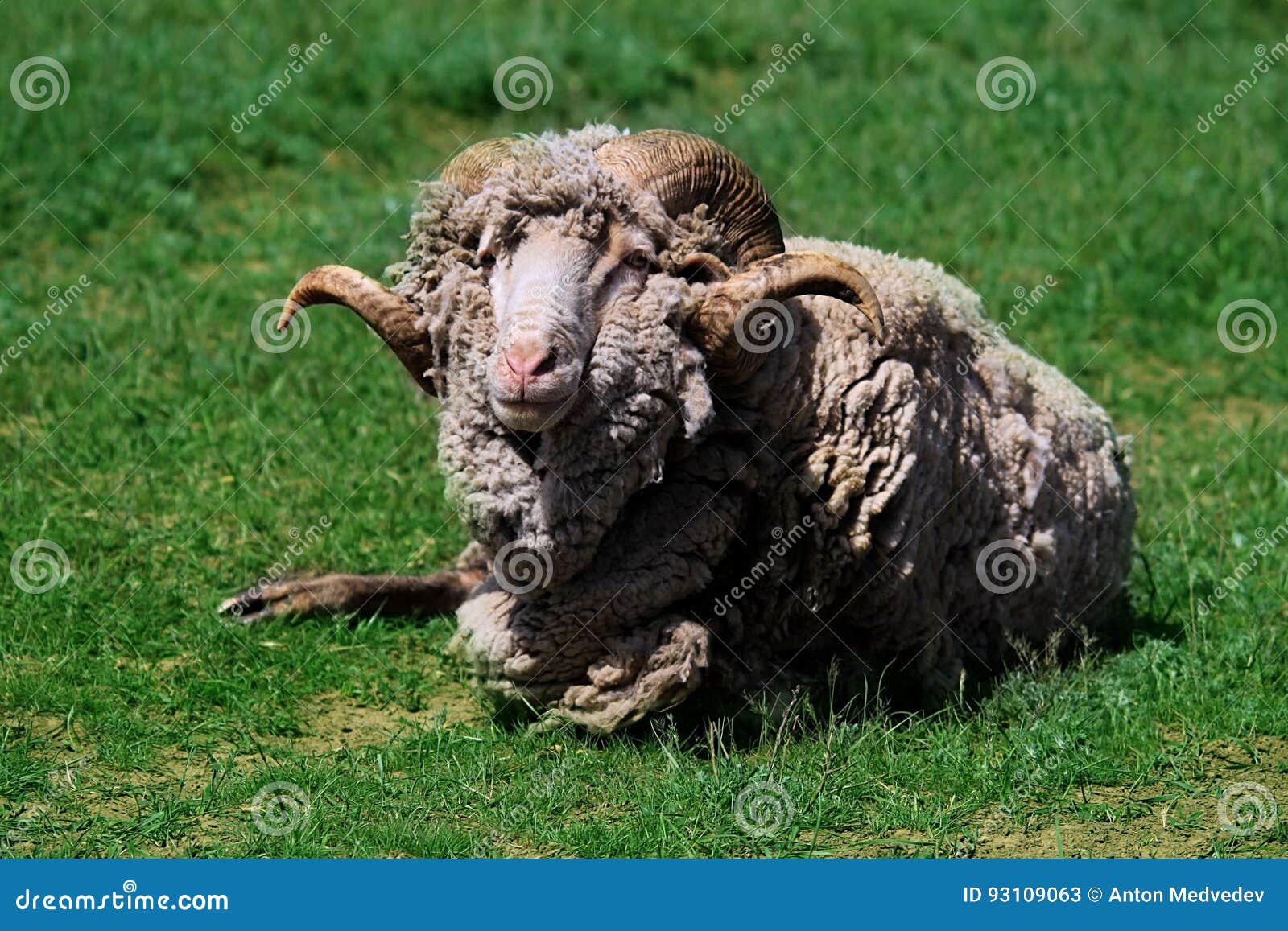 In the Meadow Lying Bighorn Ram with a Lot of Wool Stock Image - Image ...