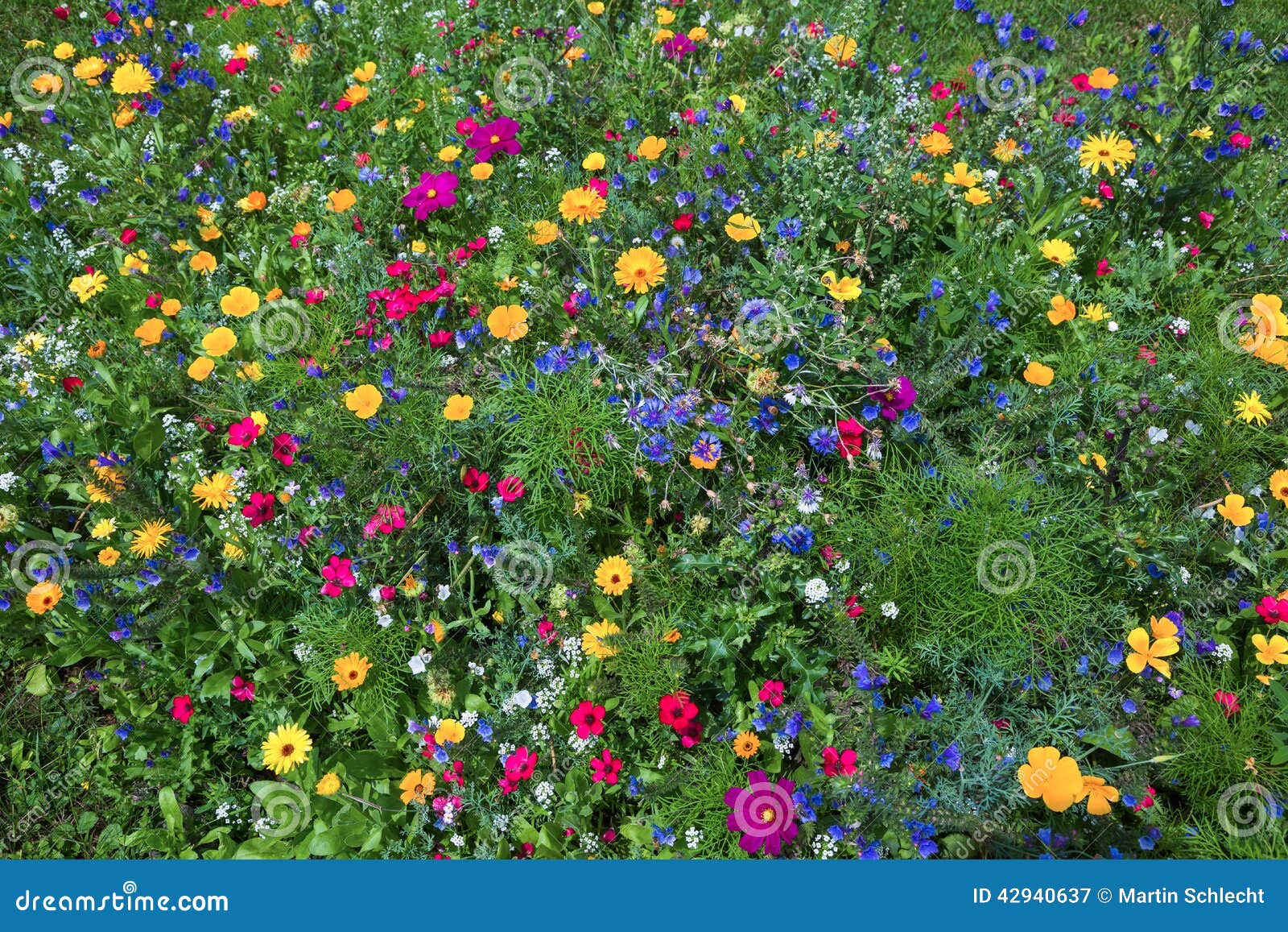 Meadow stock image. Image of bright, color, garden, natural - 42940637