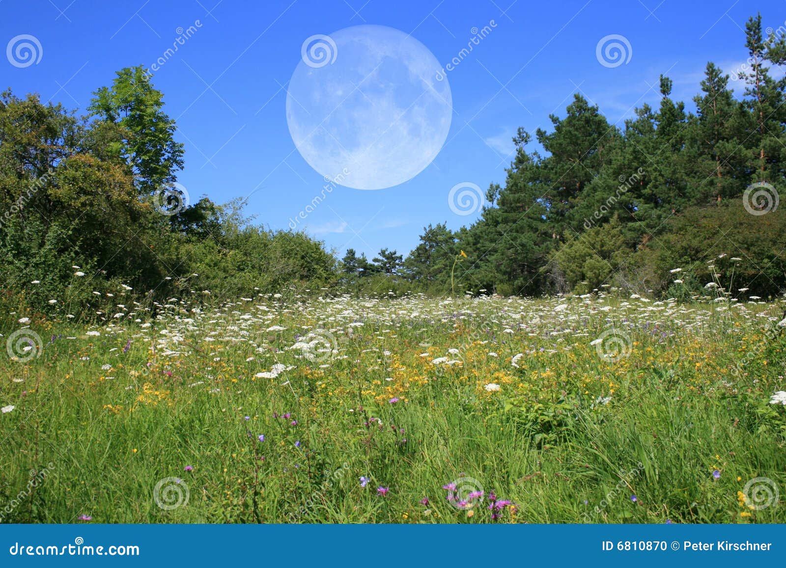 Meadow with Moon stock photo. Image of forest, landscape - 6810870