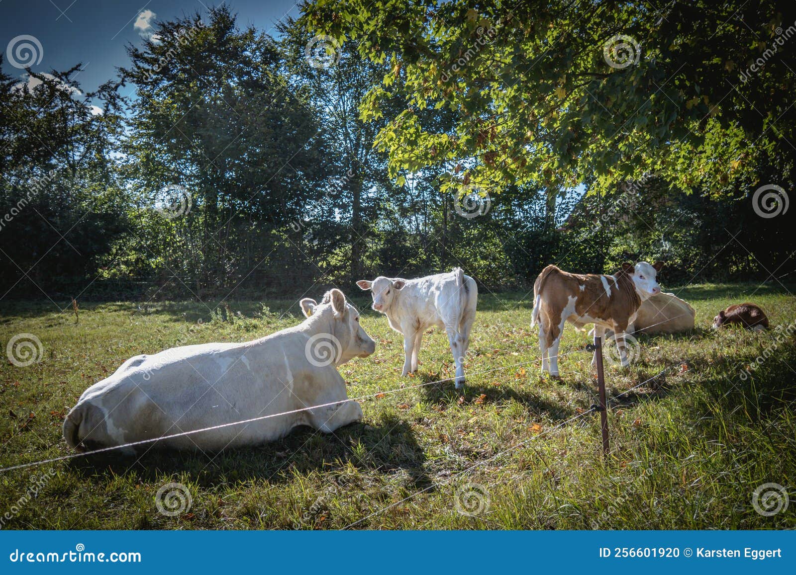 On a Meadow Mother Cows with Calves are Lying in the Sun Stock Photo ...