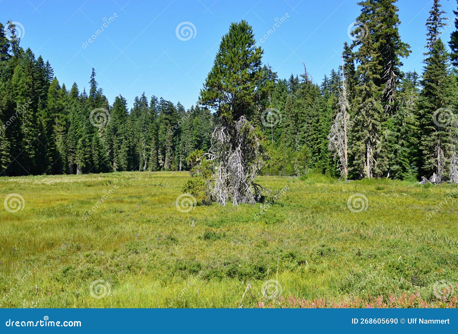 Meadow at Mount Hood, Volcano in the Cascade Range, Oregon Stock Photo ...