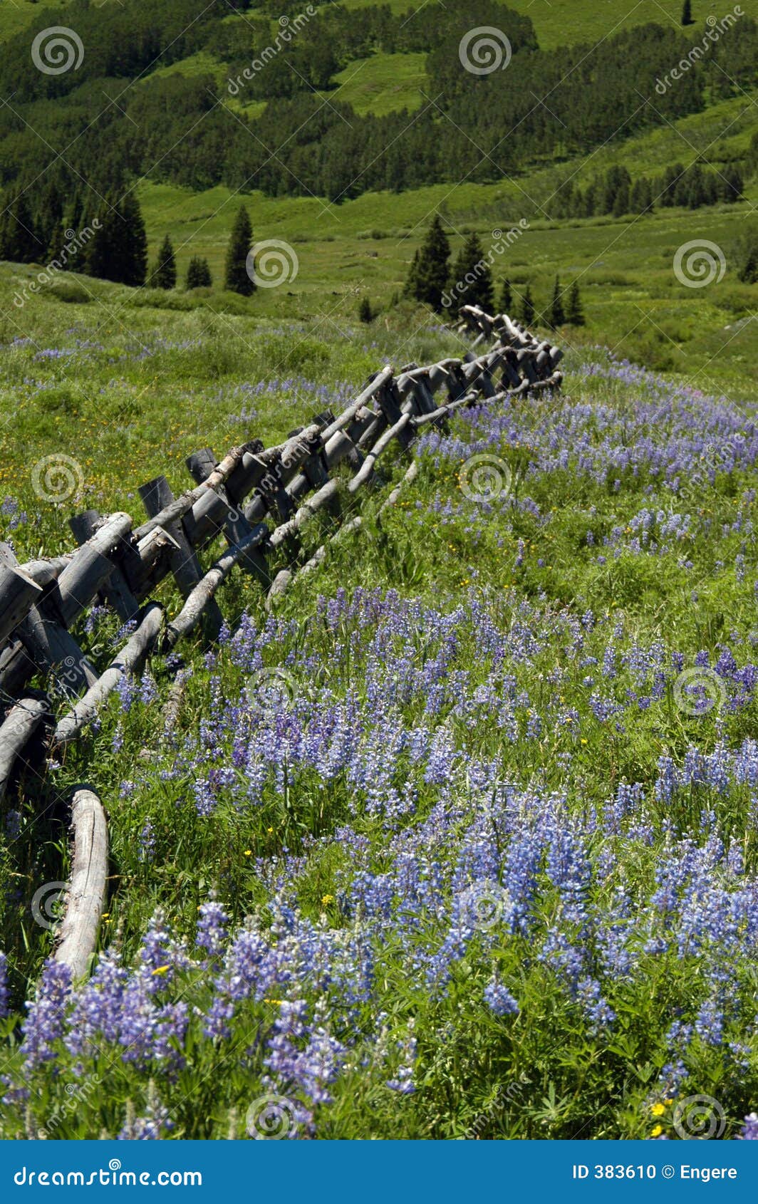 Meadow mountain fence stock photo. Image of meadow, rockies - 383610