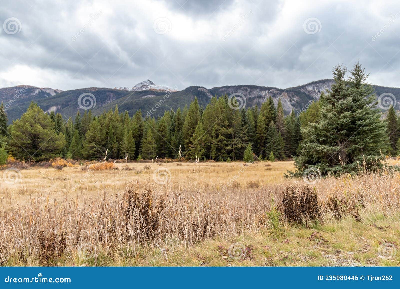 Meadow in the Mountains in Alberta Stock Photo - Image of america ...