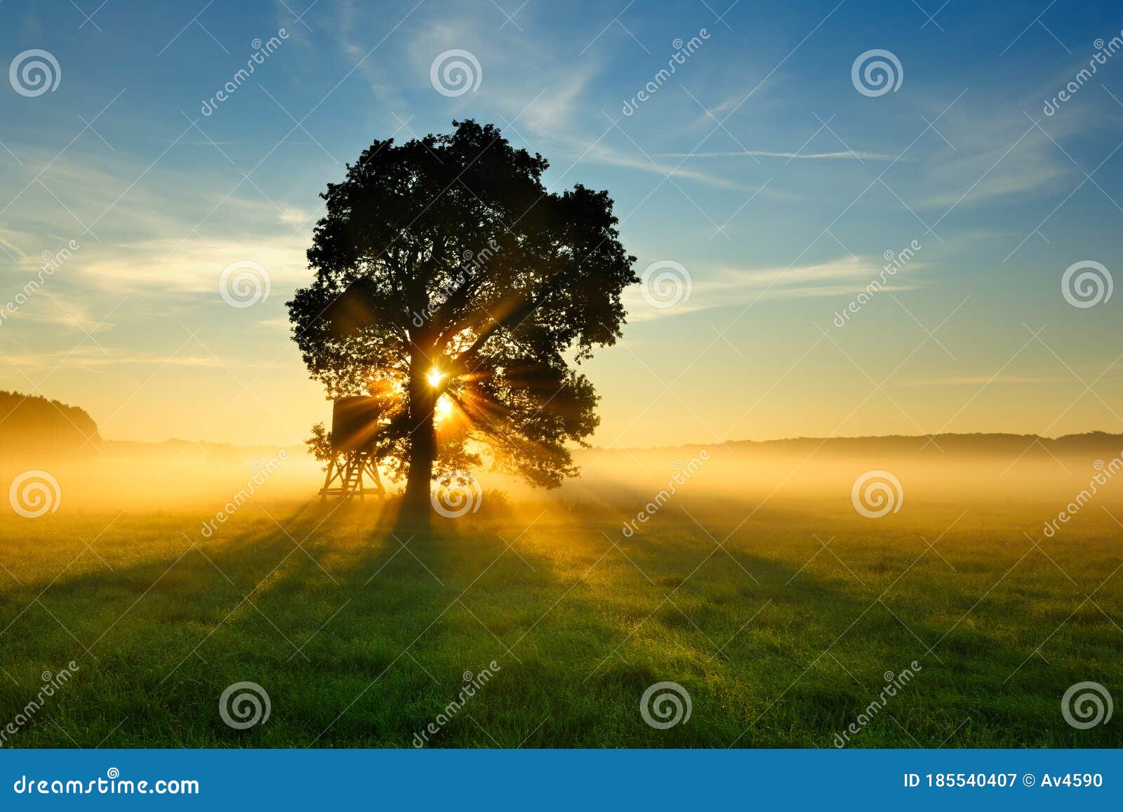 Oak Tree in Meadow at Sunrise, Sunbeams Breaking through Morning Fog ...