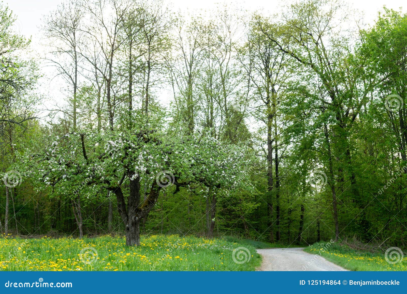Meadow Orchards in Late Spring Time in Germany Stock Photo - Image of ...