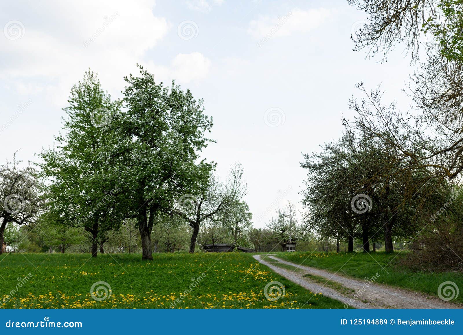 Meadow Orchards in Late Spring Time in Germany Stock Image - Image of ...
