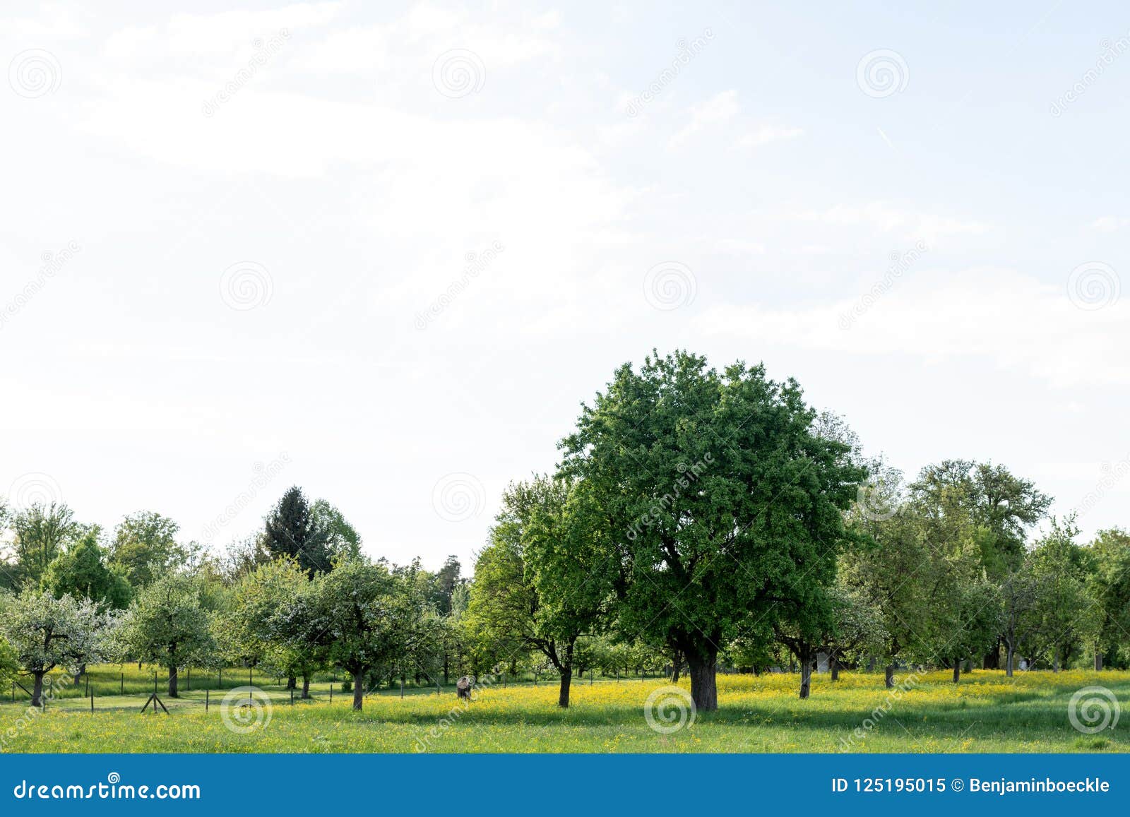 Meadow Orchards in Late Spring Time in Germany Stock Image - Image of ...