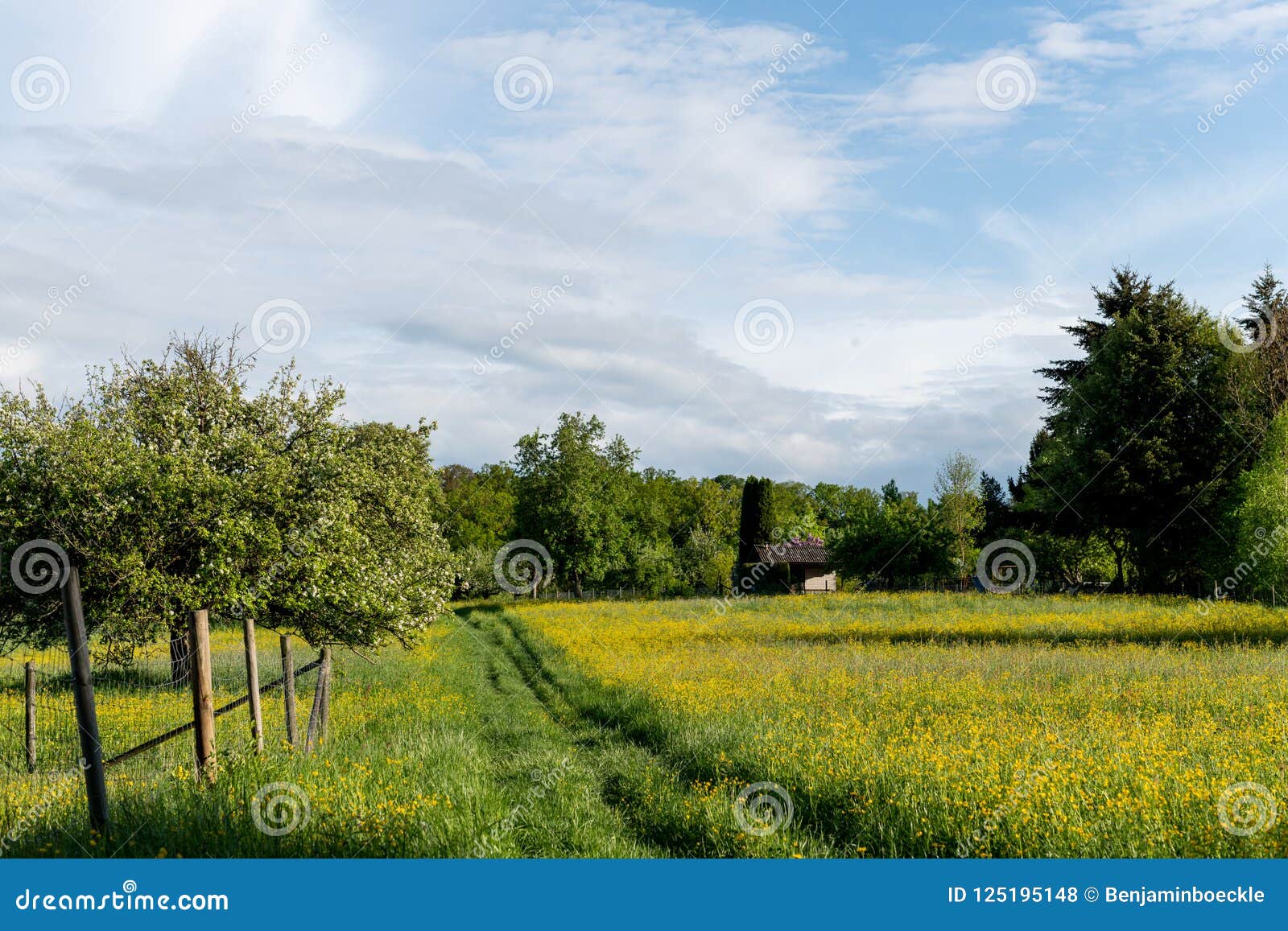 Meadow Orchards in Late Spring Time in Germany Stock Photo - Image of ...
