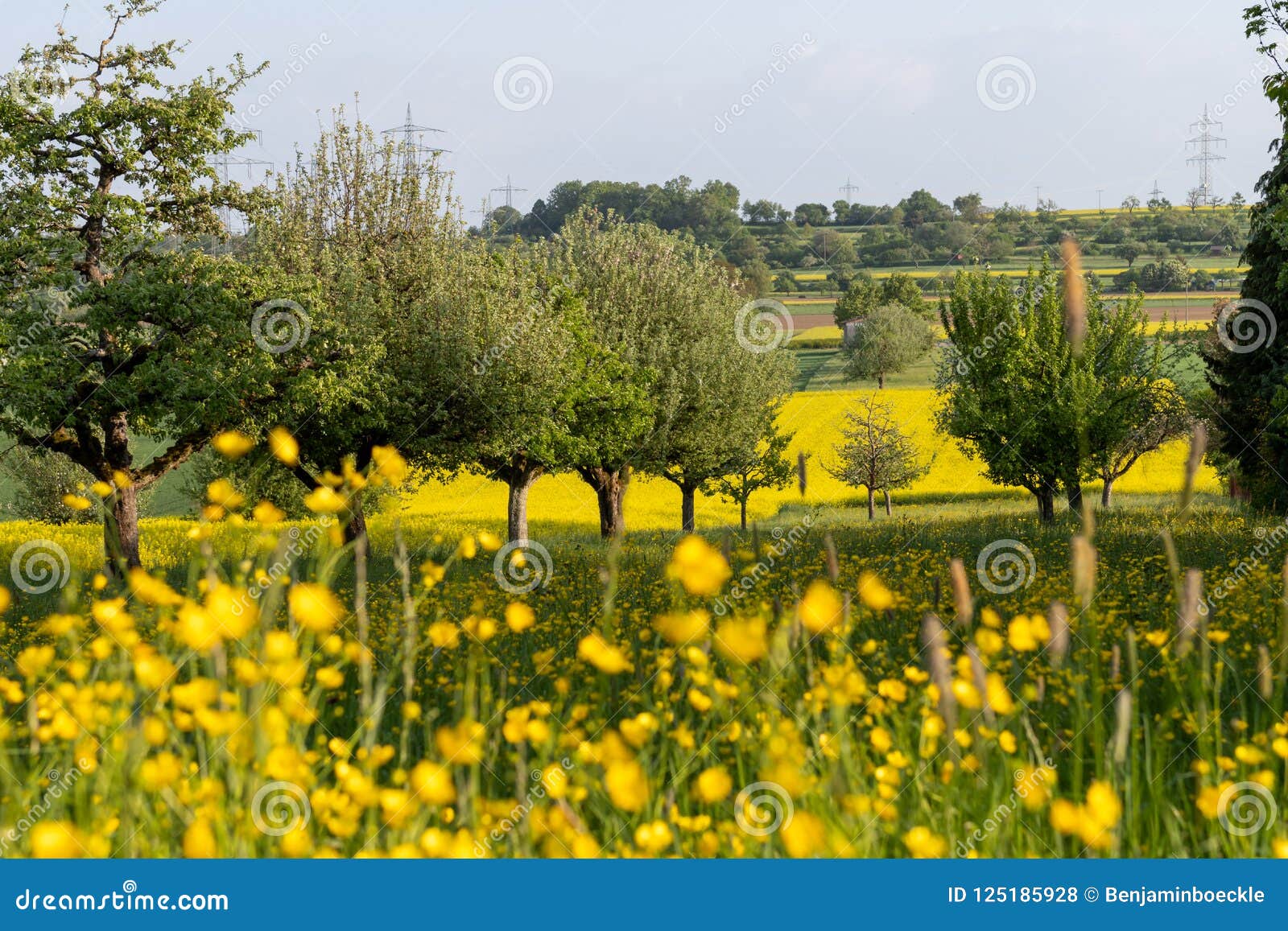 Meadow Orchards in Late Spring Time in Germny Stock Photo - Image of ...