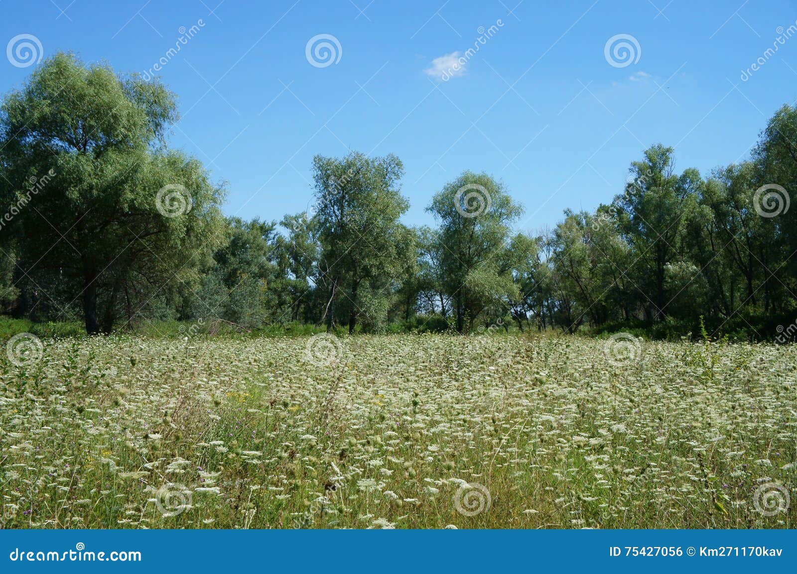 Meadow Overgrown Anise, Willow Trees, Blue Sky Stock Photo - Image of ...