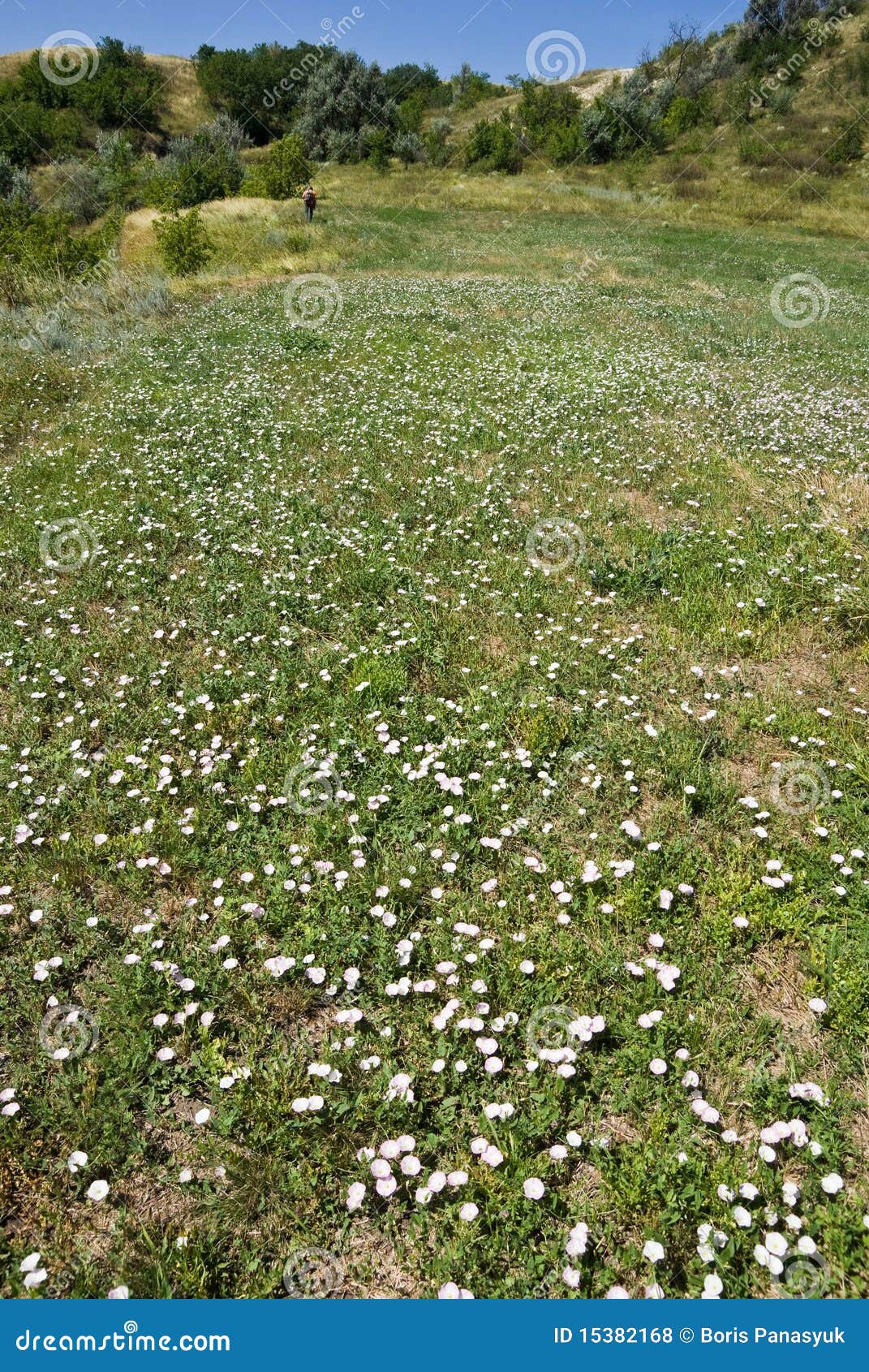 Meadow Overgrown with Convolvulus Stock Photo - Image of steppe, plant ...