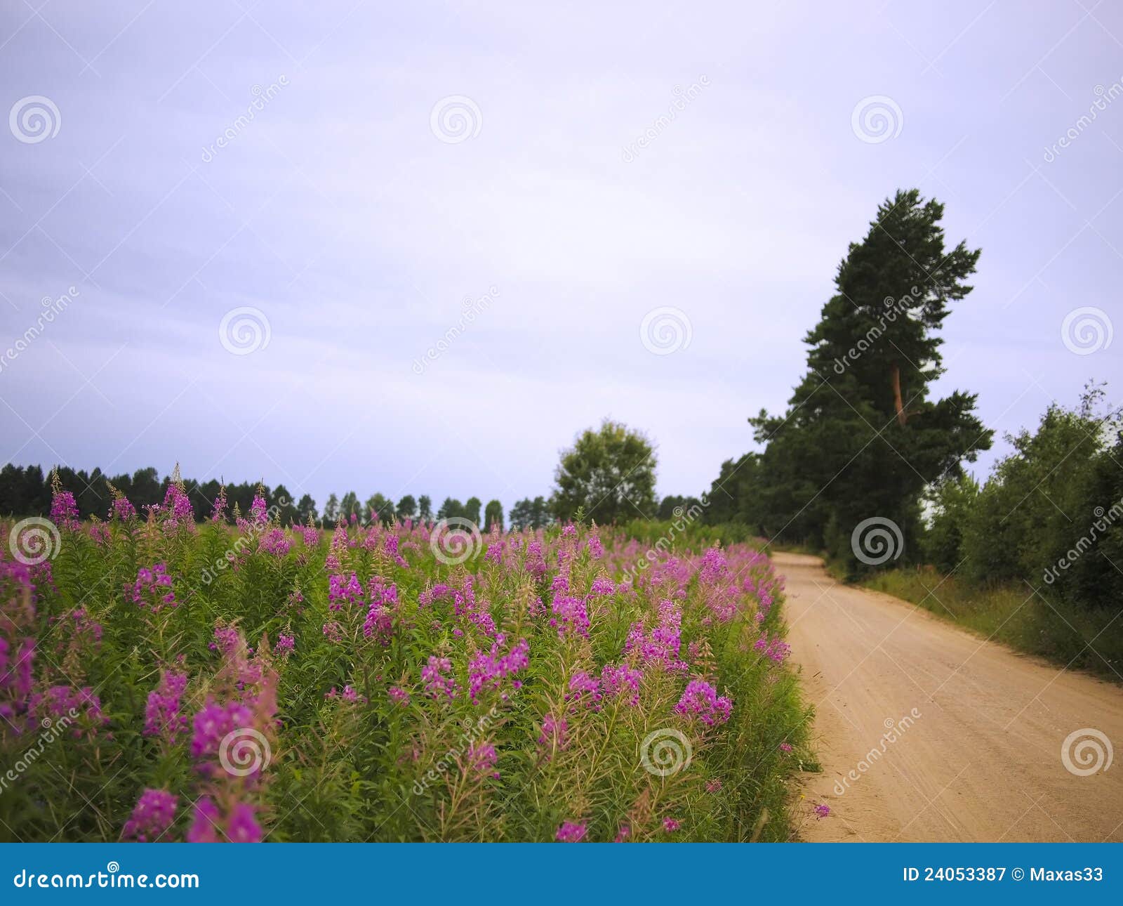 Meadow, Overgrown Fireweed and Sandy Road. Stock Image - Image of ...