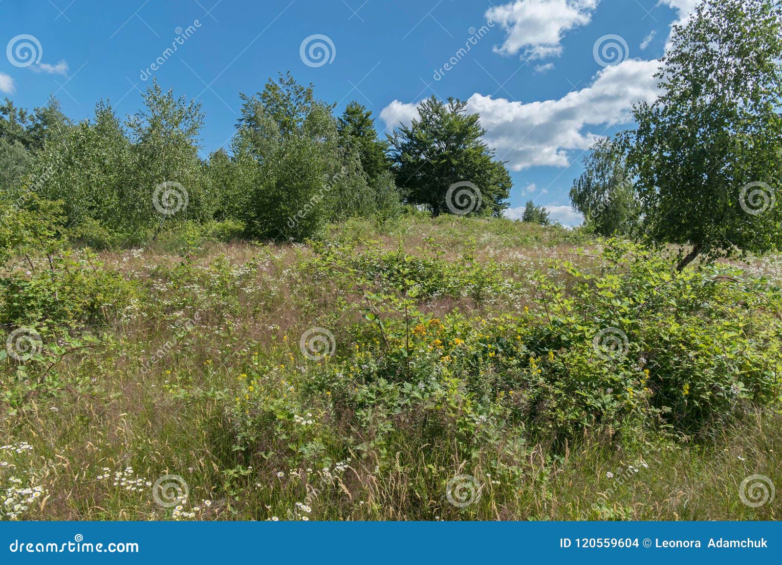 The Meadow is Overgrown with Grass and Shrubs Under the Blue Sky Stock ...
