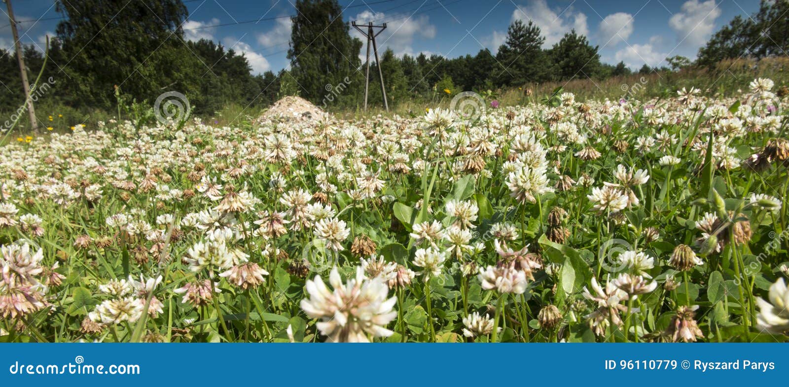 Meadow Overgrown with Young Grass Mostly White Clover Stock Image ...
