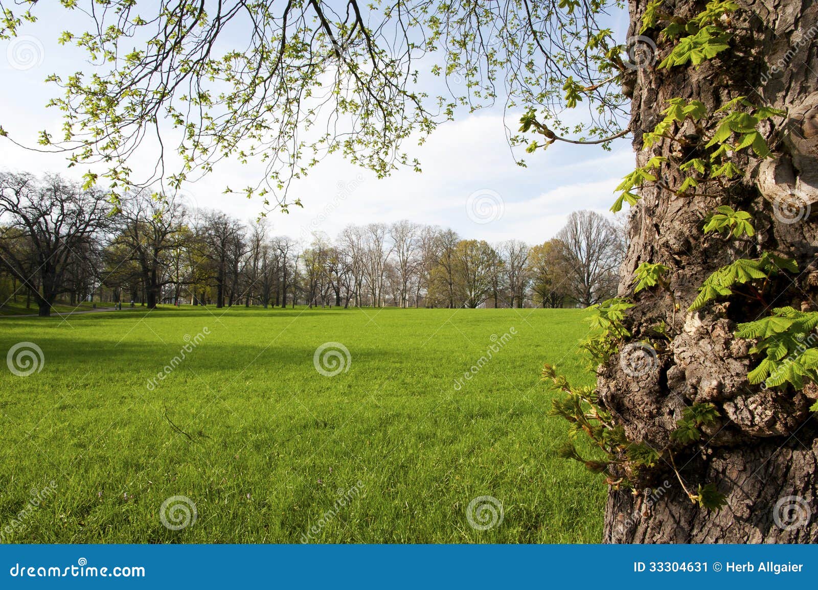 Meadow in the park stock image. Image of blooming, chestnut - 33304631