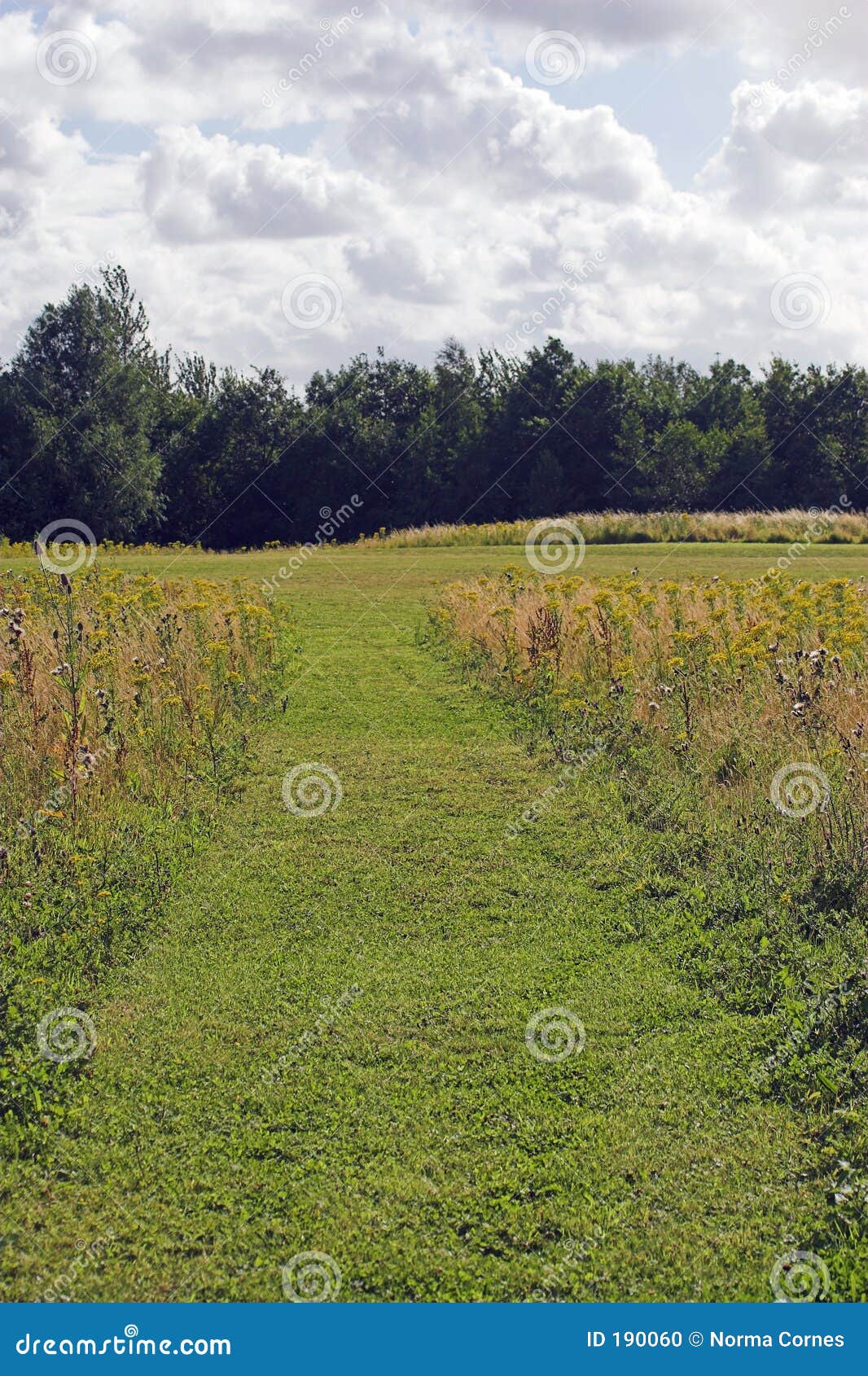 Meadow path stock photo. Image of walk, ramble, meadow - 190060