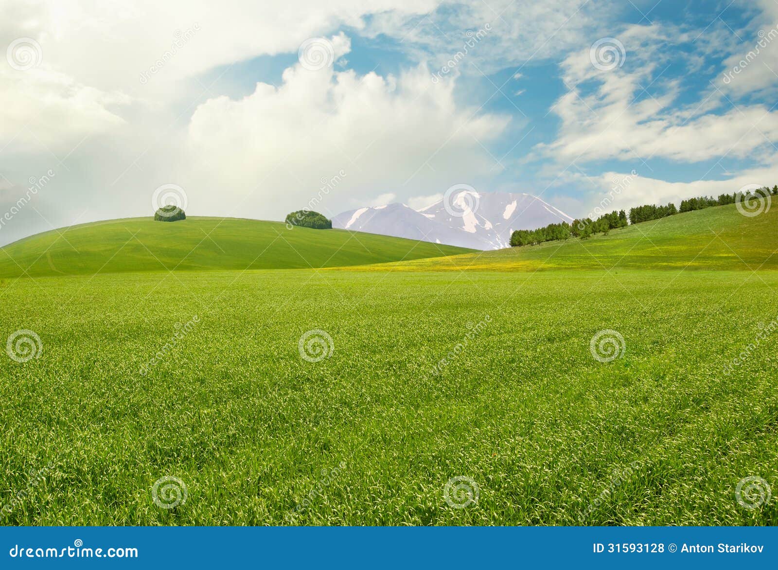 Meadow stock photo. Image of environment, pasture, horizontal - 31593128