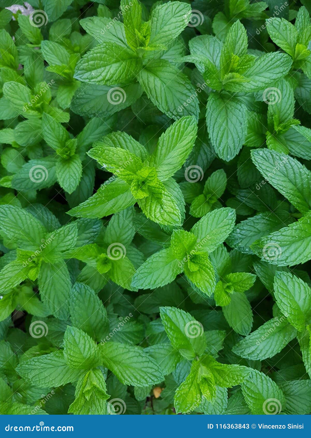 Meadow of peppermint stock image. Image of kitchen, summer - 116363843