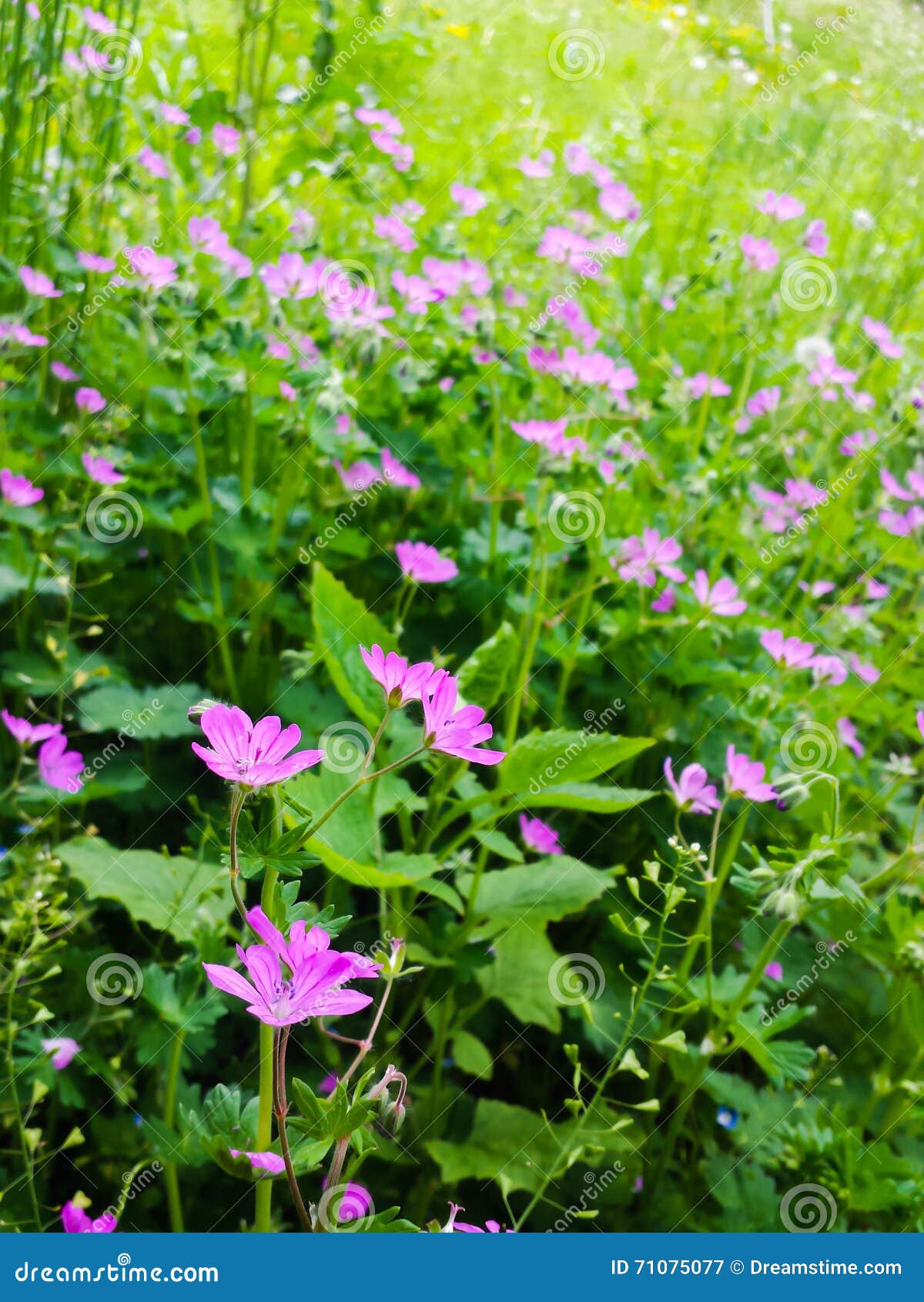 Meadow of pink flowers. stock image. Image of beautiful - 71075077