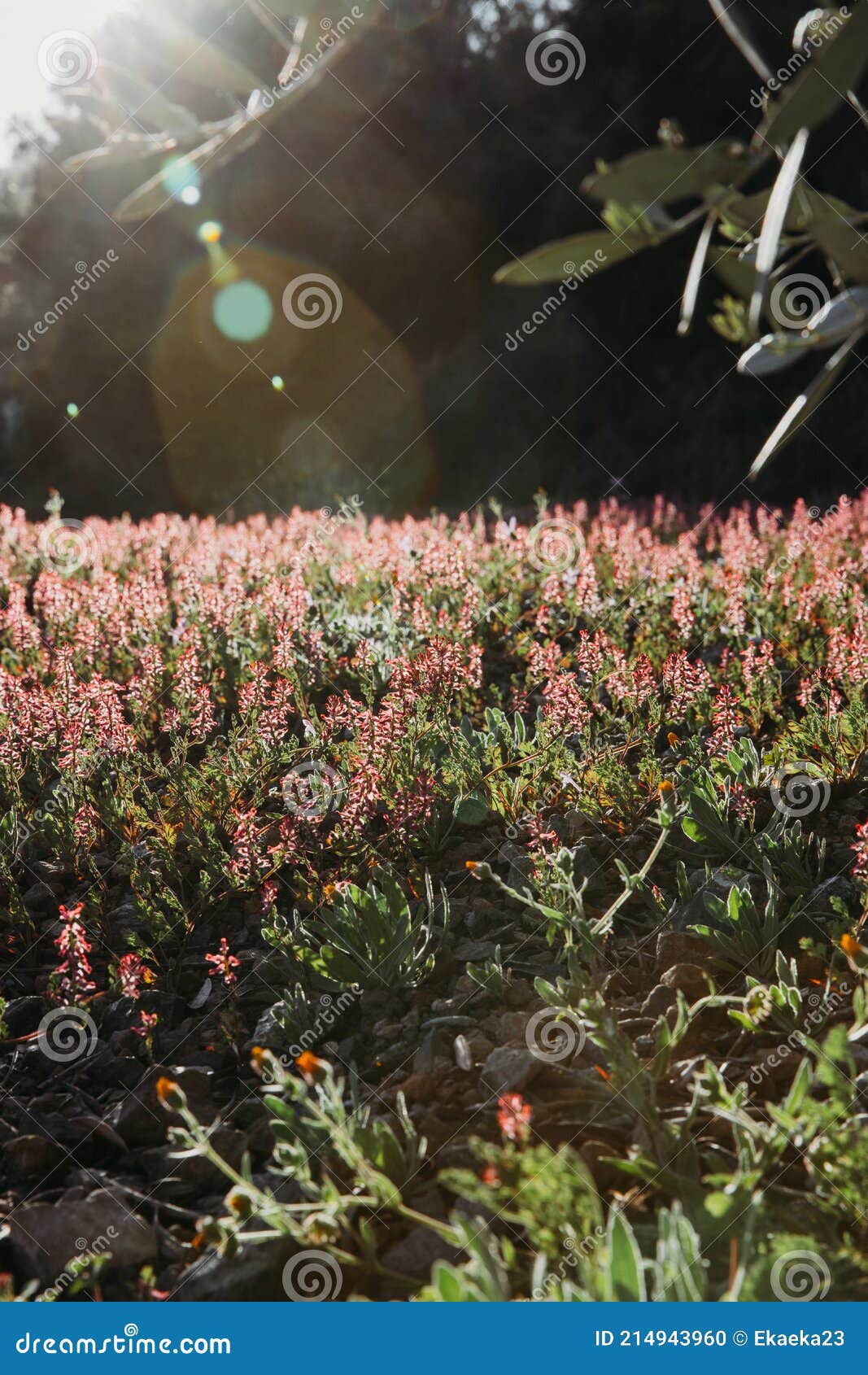 Meadow with pink flowers stock photo. Image of bloom - 214943960