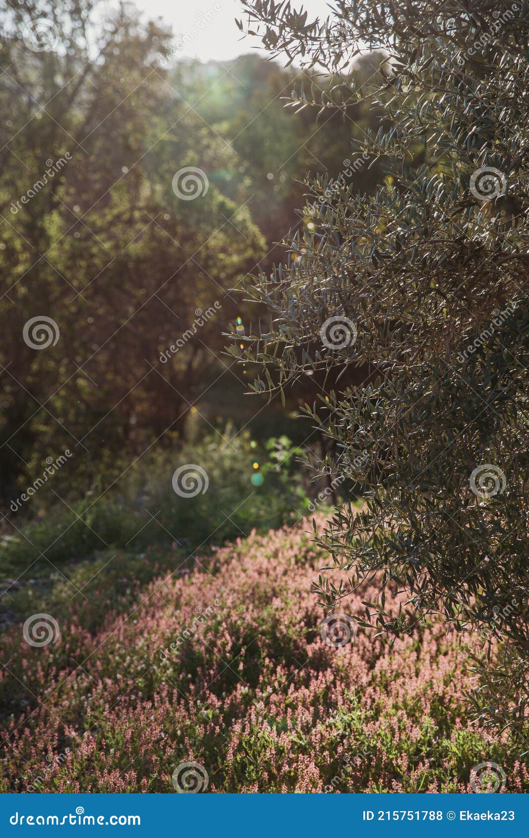 Meadow with pink flowers stock photo. Image of blossom - 215751788