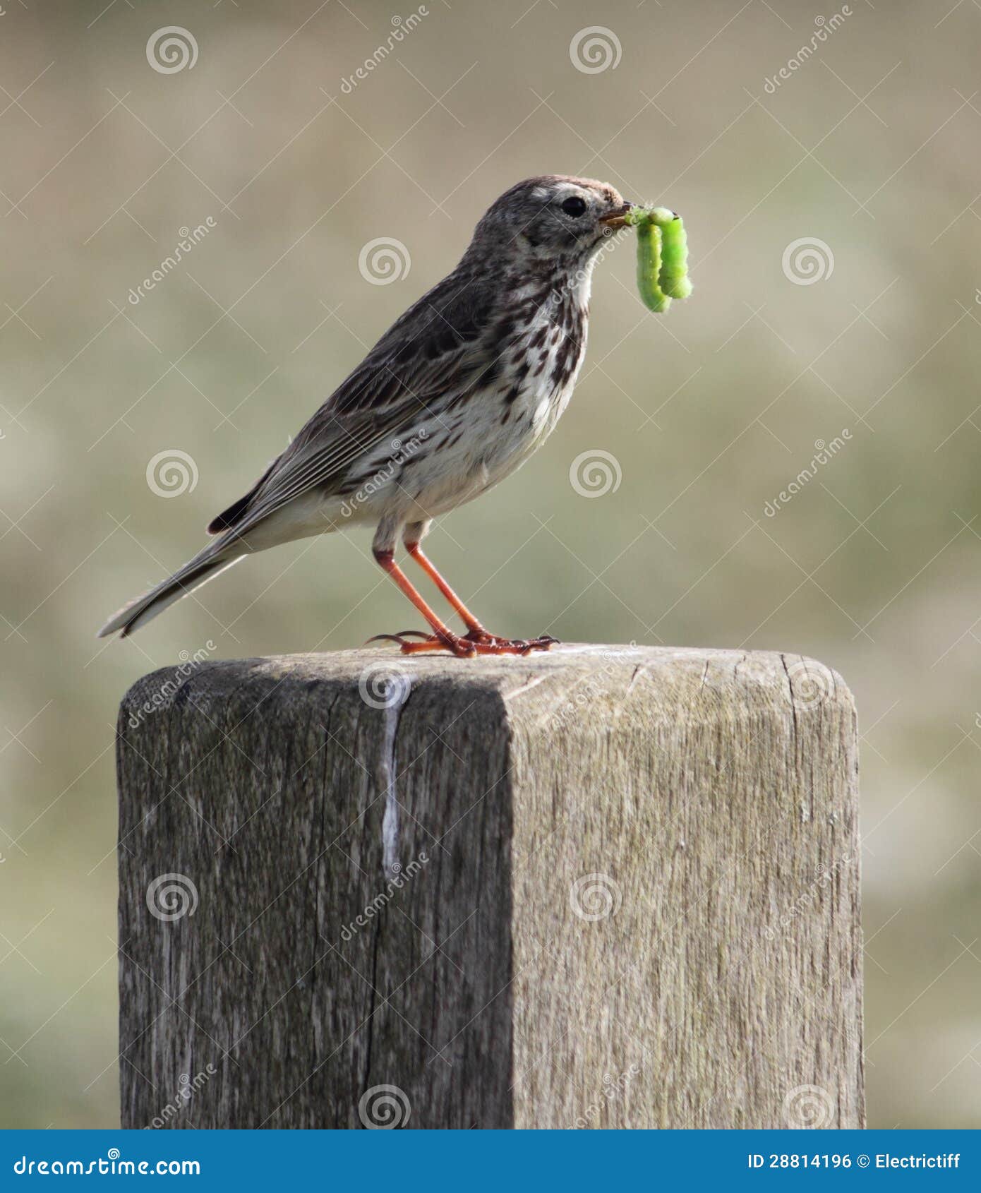 Meadow Pipit stock photo. Image of meadow, pipit, young - 28814196