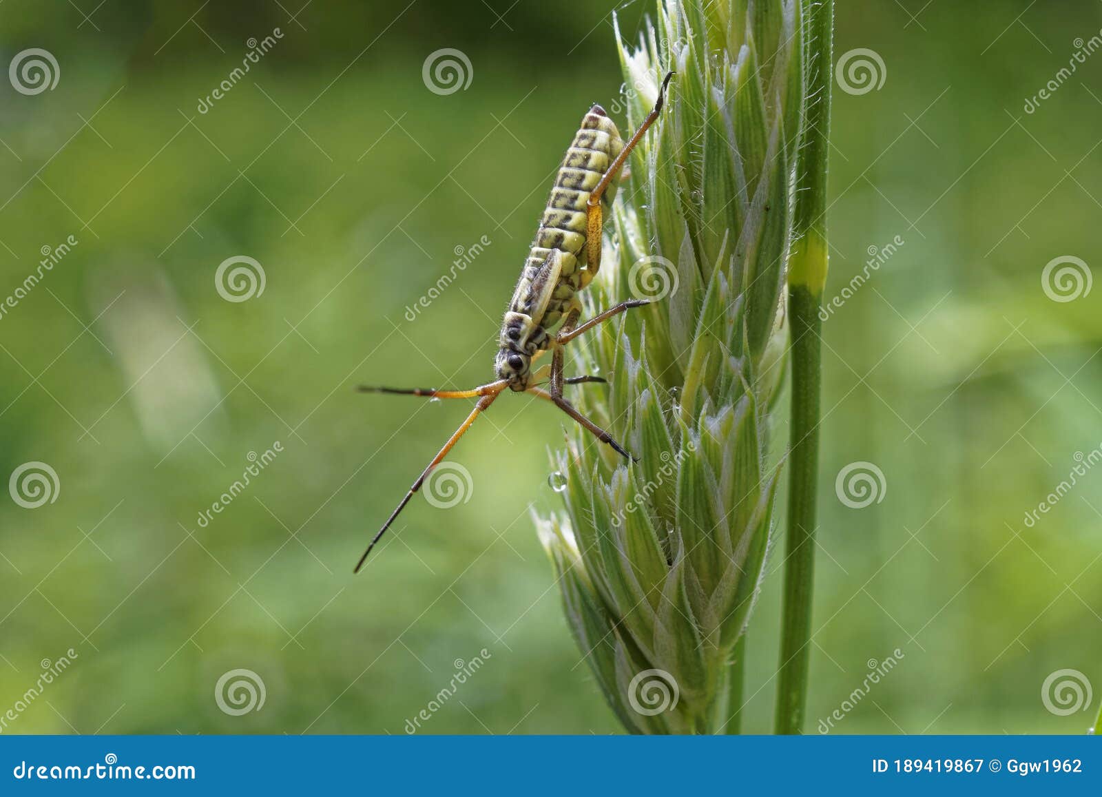 Meadow plant bug stock image. Image of outdoors, animal - 189419867