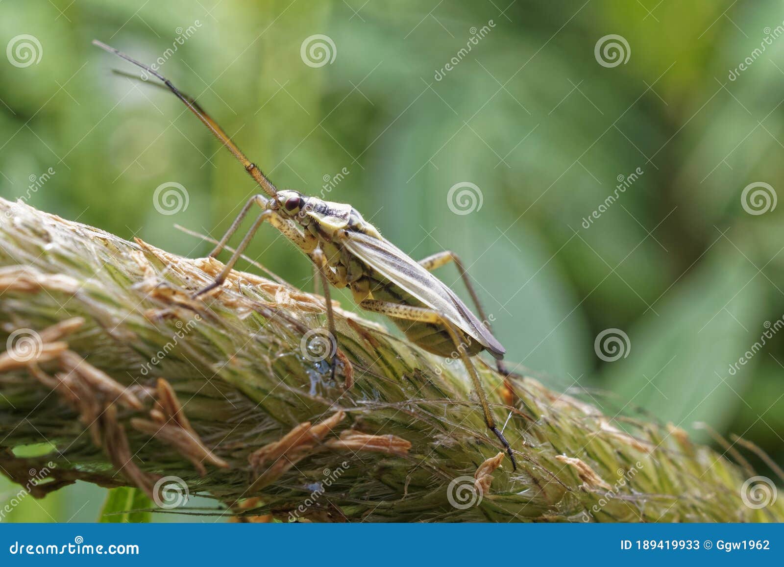 Meadow plant bug stock image. Image of labrador, newfoundland - 189419933