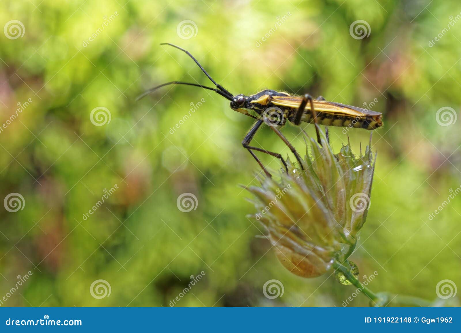 A meadow plant bug stock photo. Image of nature, grassland - 191922148