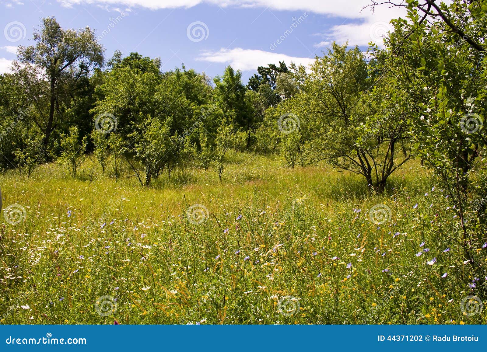 Meadow with plum trees stock photo. Image of tree, flowers - 44371202