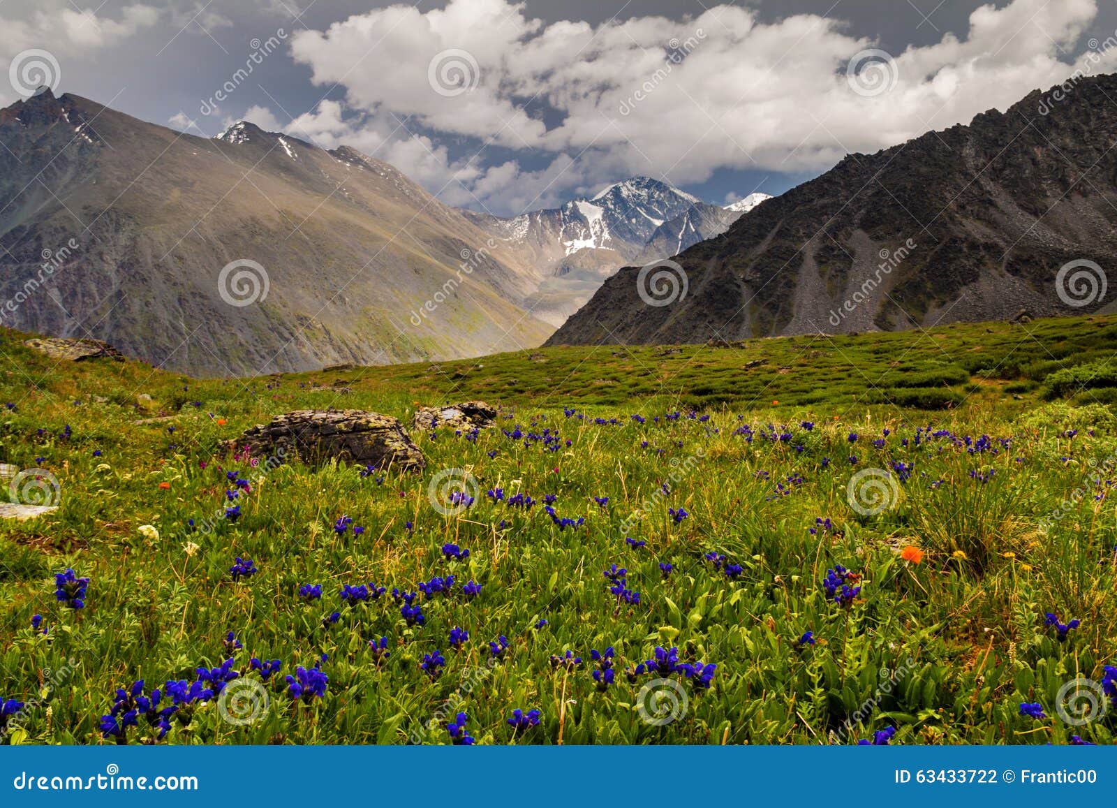 Meadow with Purple Flowers in the Mountains Stock Photo - Image of ...