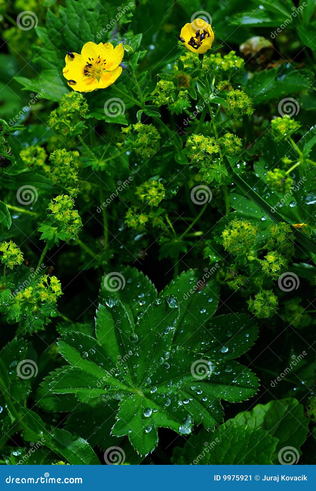 Meadow after rain stock image. Image of drop, environment - 9975921