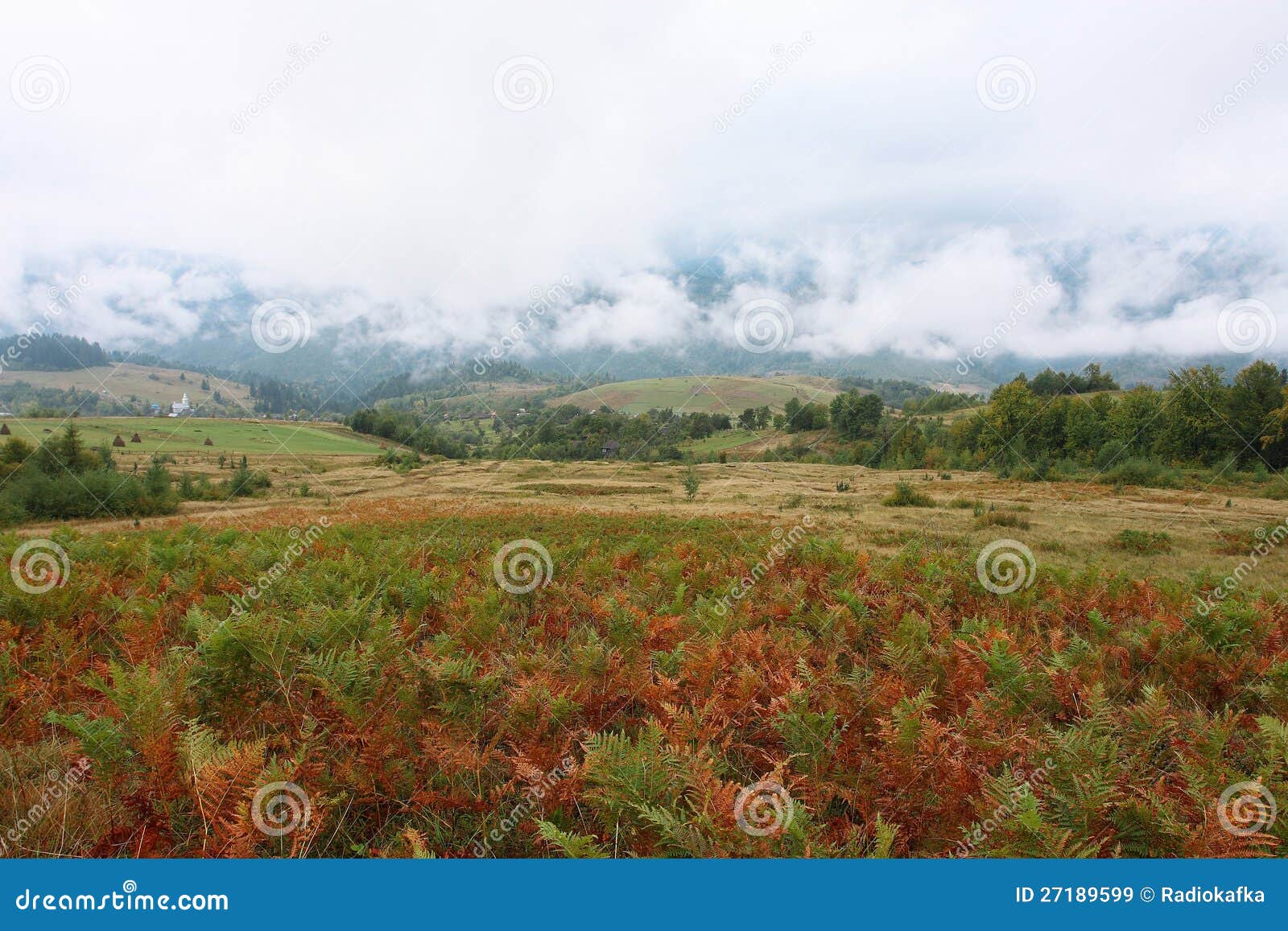 Meadow with Red and Green Fern Stock Image - Image of fresh, grow: 27189599