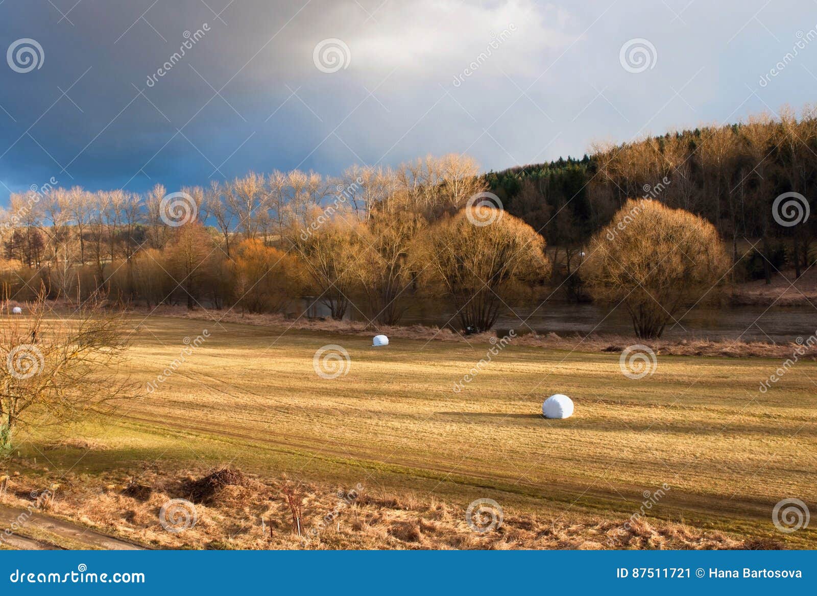 Meadow, Riverside, Tree and Forest on Spring. Stock Image - Image of ...