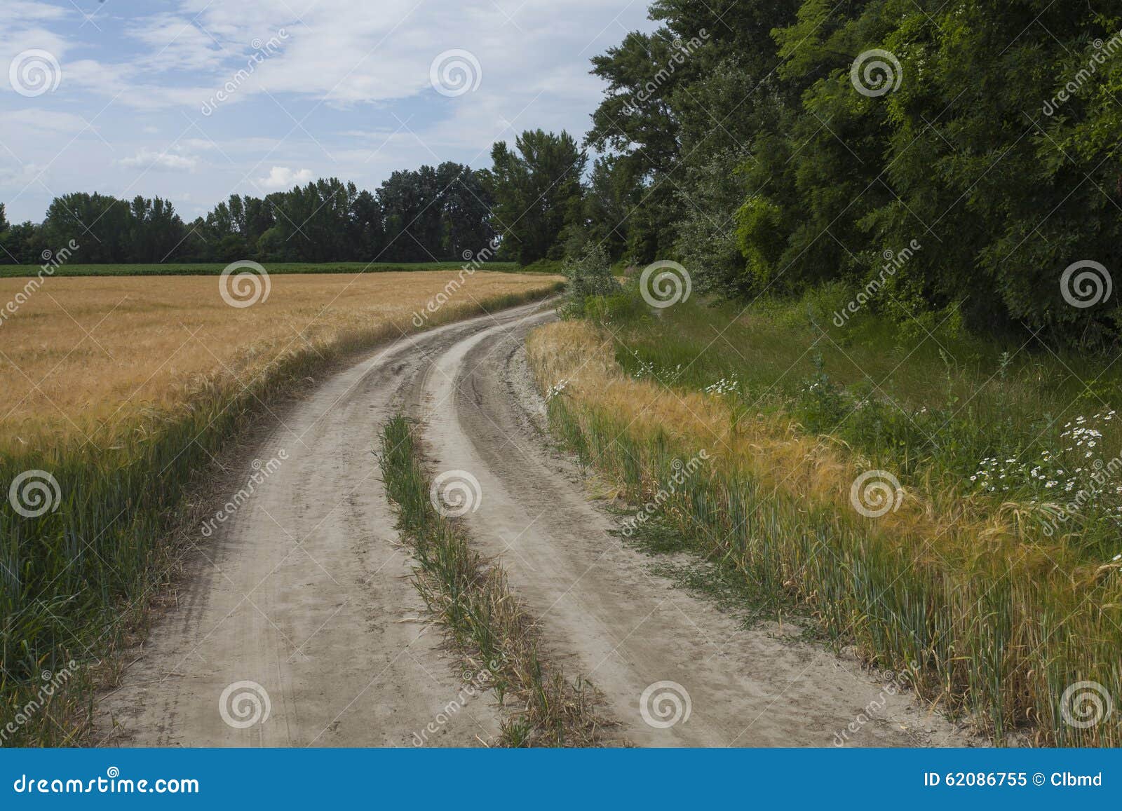 Meadow road with wheat stock image. Image of country - 62086755
