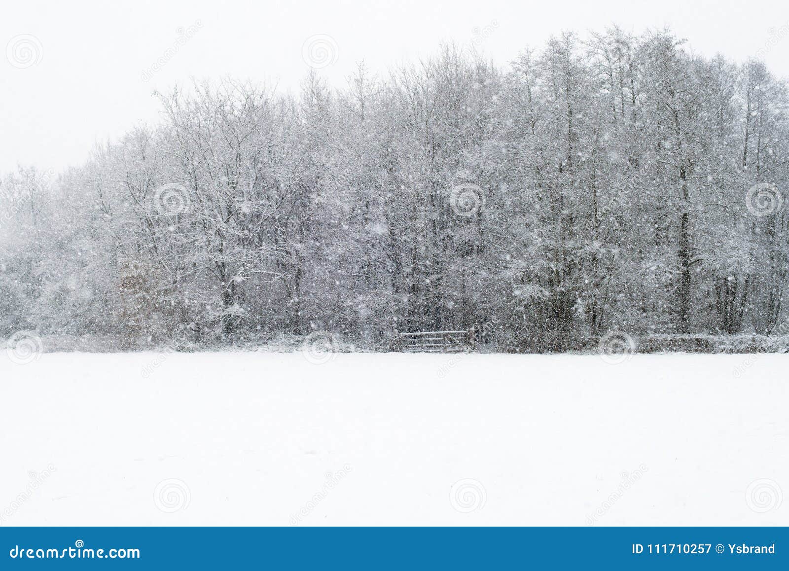 Meadow with Row of Trees Covered in Snow during Snowfall. Stock Image ...